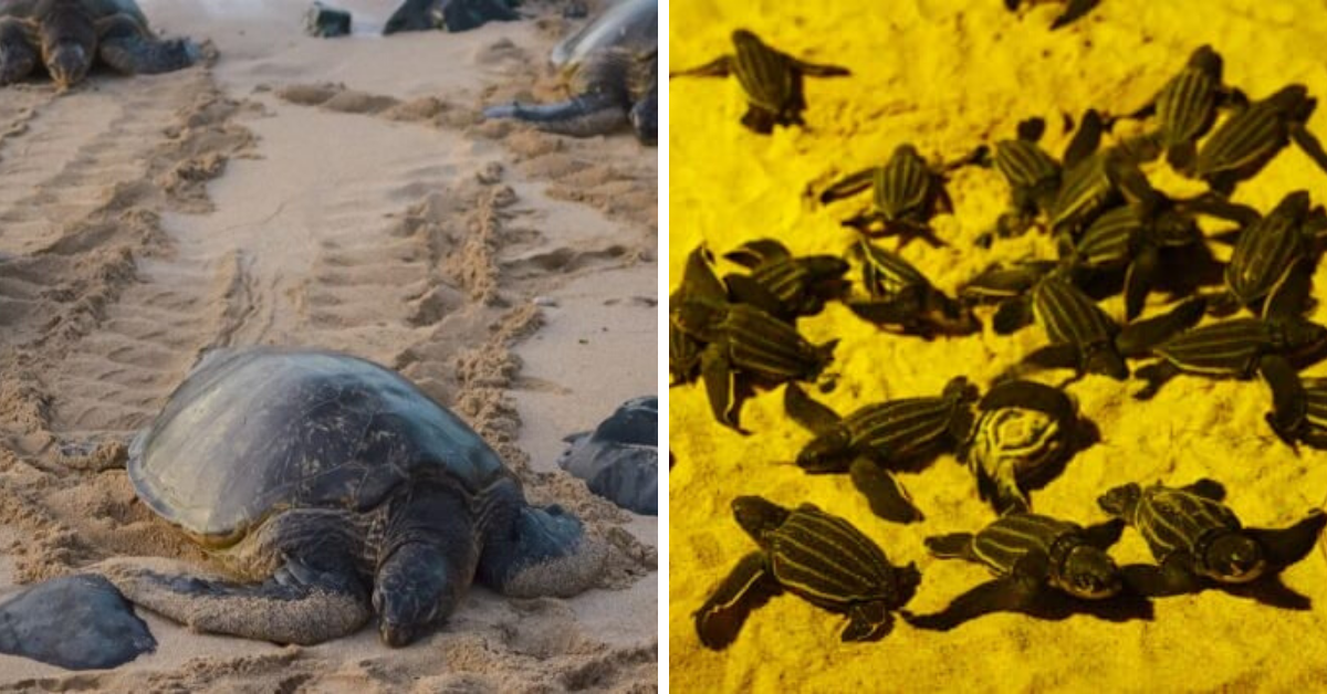 Thailand Beaches Record The Highest Amount Of Rare Sea Turtle Nests In ...